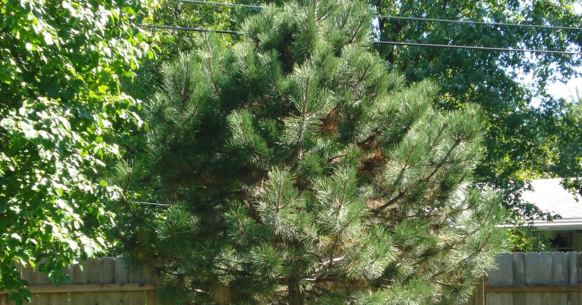 Attorney Stacy Shaw | about.me