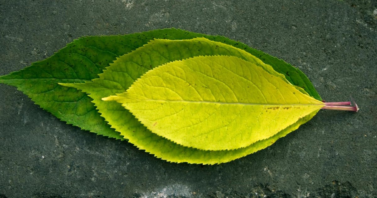 Tarek Karam | about.me