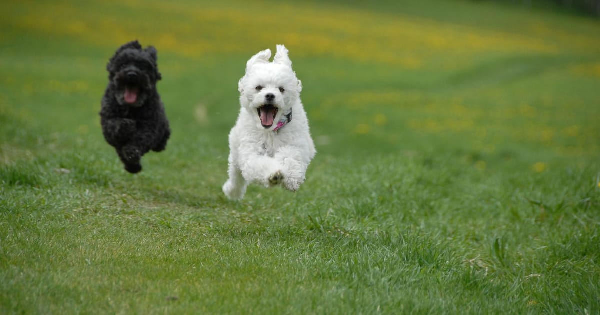 Tyler Neilson | about.me