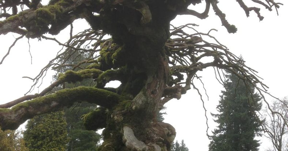 Aaron Bright MD - Los Angeles, CA, Hippo Educaiton | about.me