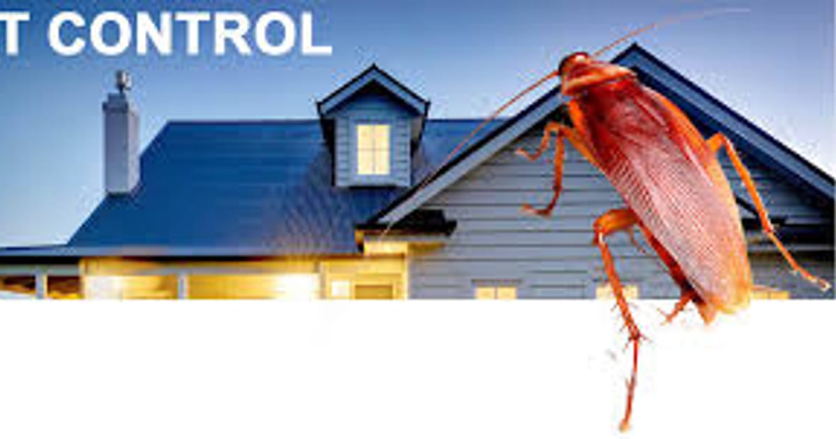 Active Pest - 45 Kerr Street Ballina,New South Wales 2478, Australia ...