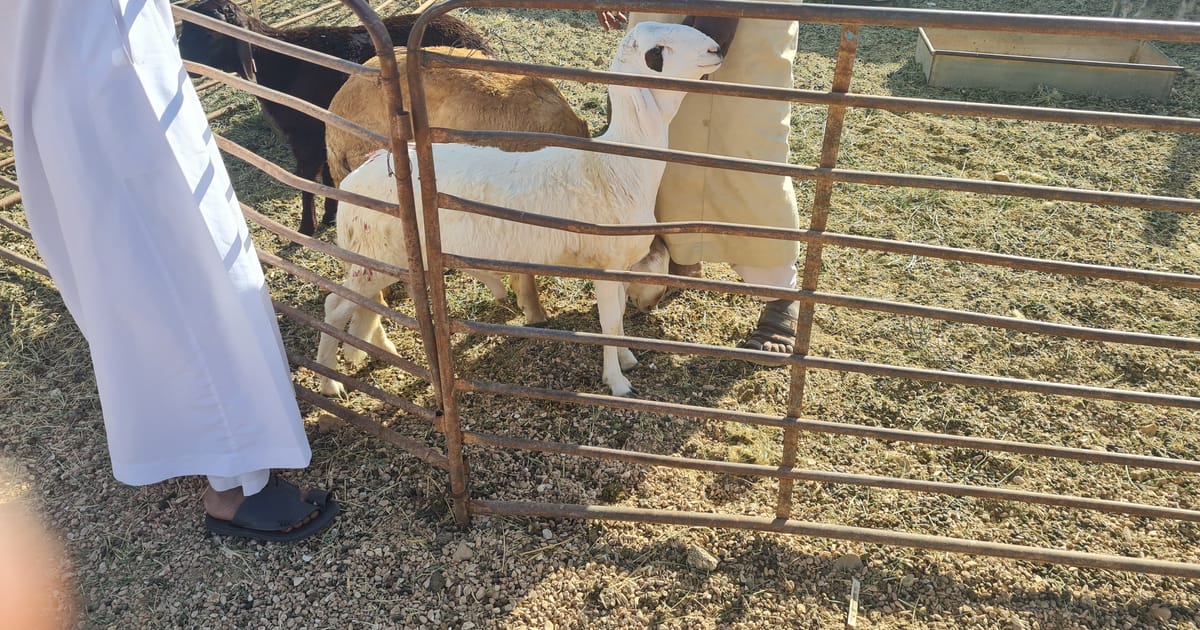 ahmaid magrahi - yas | about.me