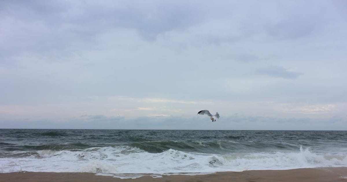 Alaina Sipe - Altoona, PA, Penn State | about.me