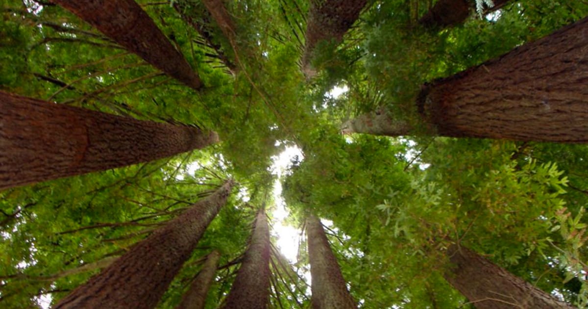 All Trees Perth - Perth | about.me