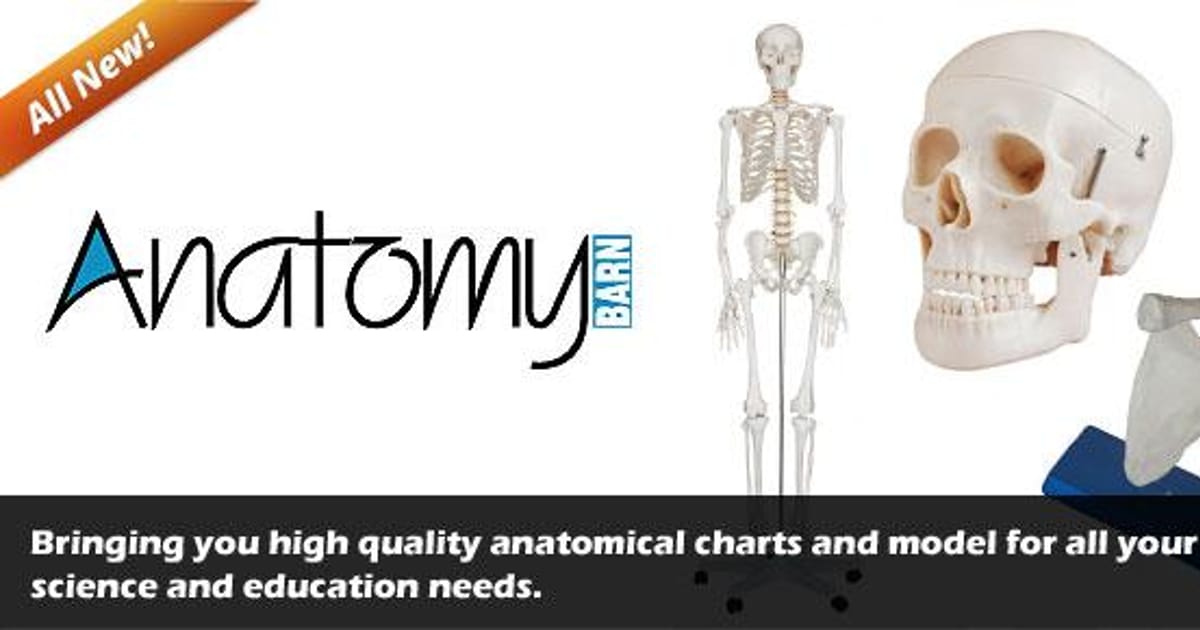 Anatomy Barn - Singapore, Singapore | about.me