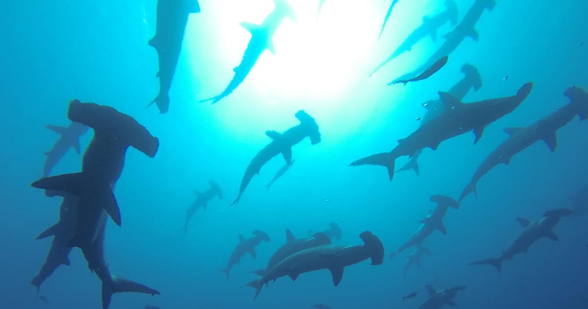 Andy Phillips - Utila, Islas De La Bahia, Honduras, Utila Dive Centre ...