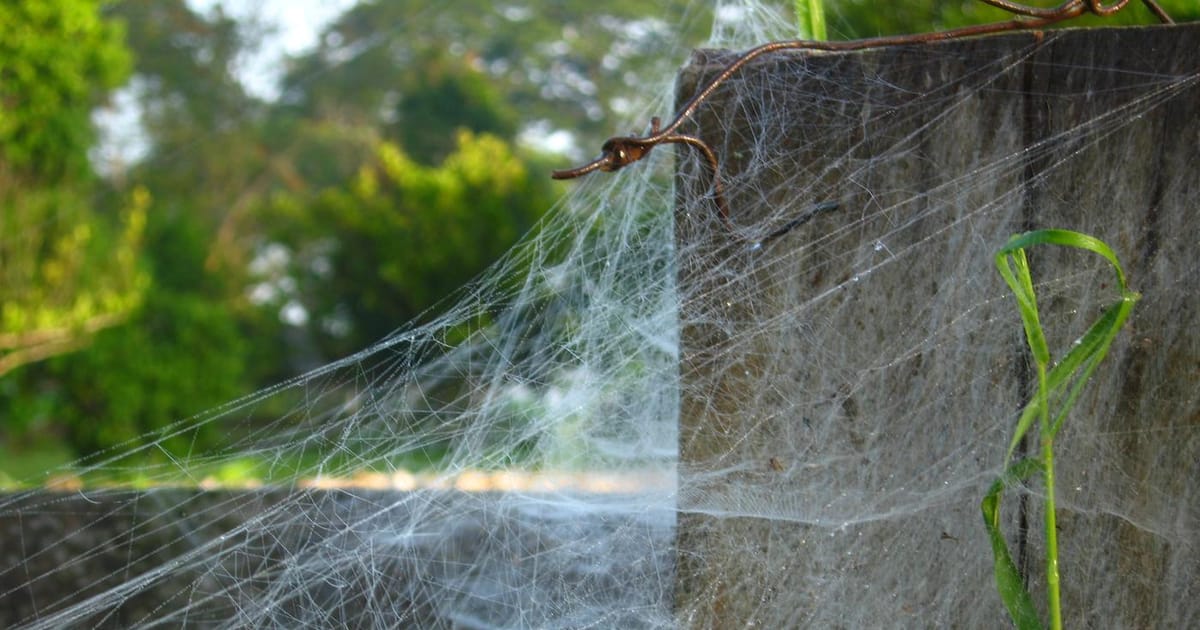 Anna Ruth Henriques | about.me