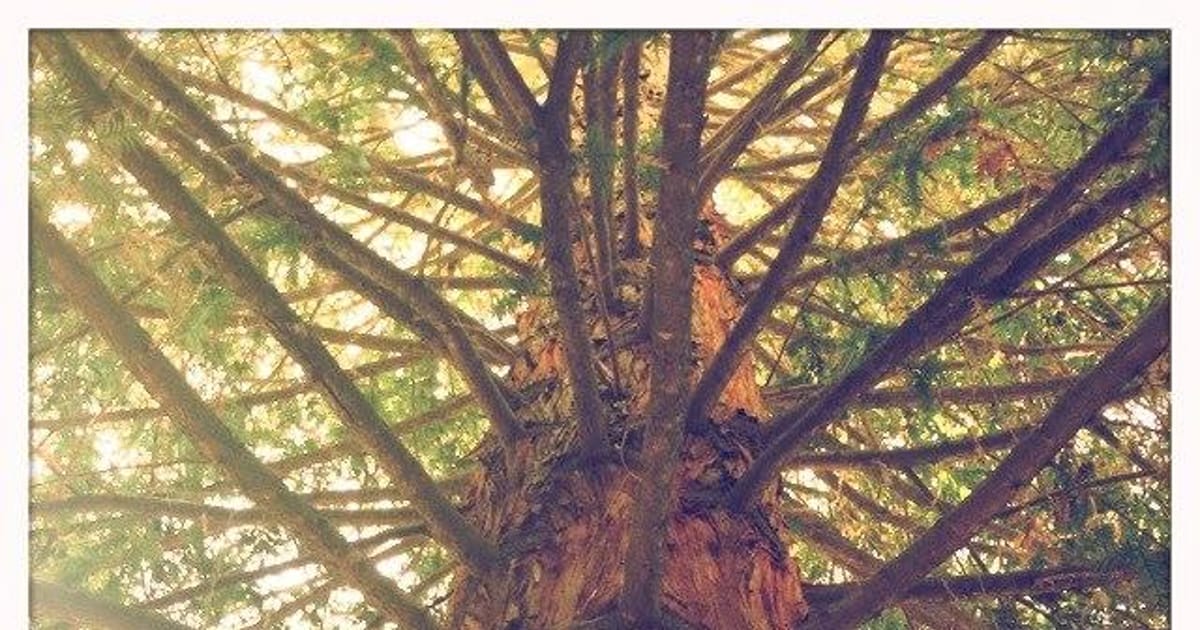 E. Anne Convery - Santa Rosa, CA, Sonoma State | about.me