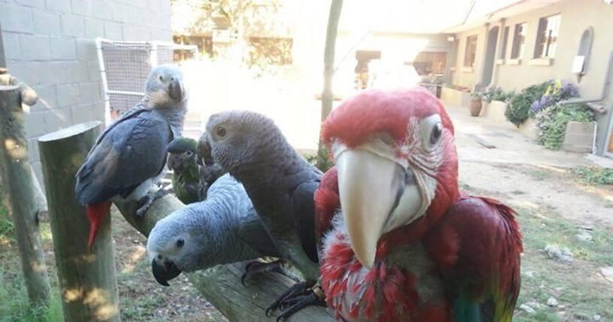 all parrot - Dubai , United Arab Emirates, Kuwait City, Breeder | about.me