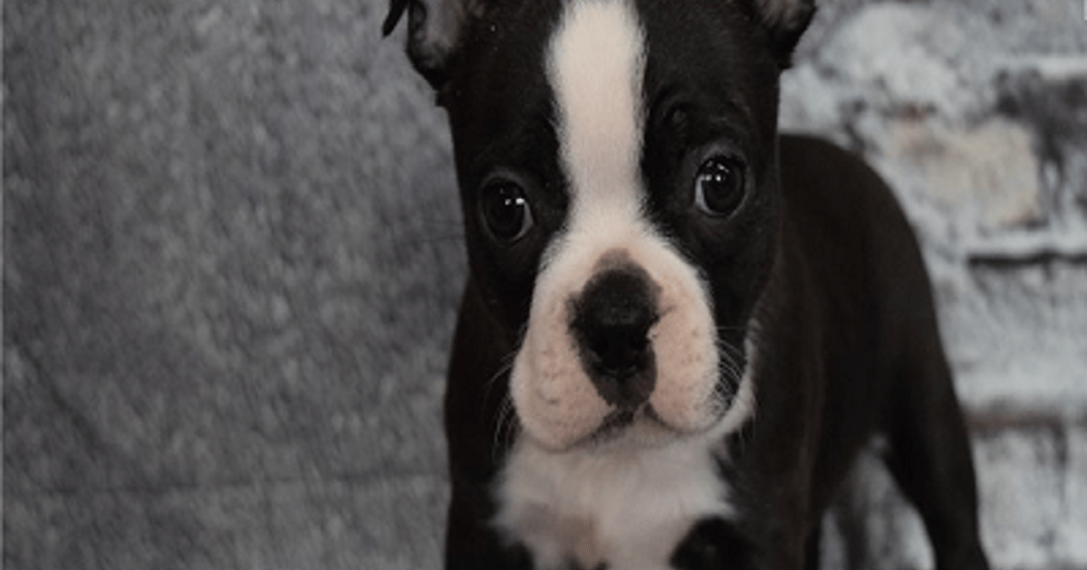 Boston Terrier Breeders - Boston, Massachusetts, USA | about.me