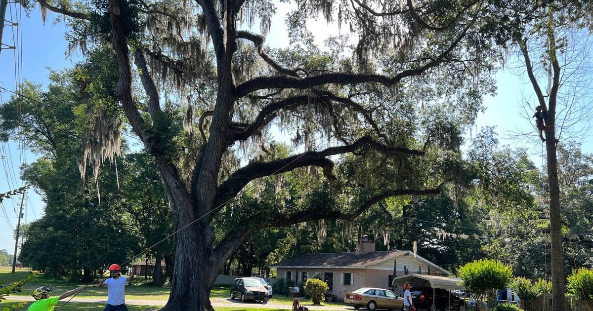 Branching Out Tree Specialist - USA | about.me
