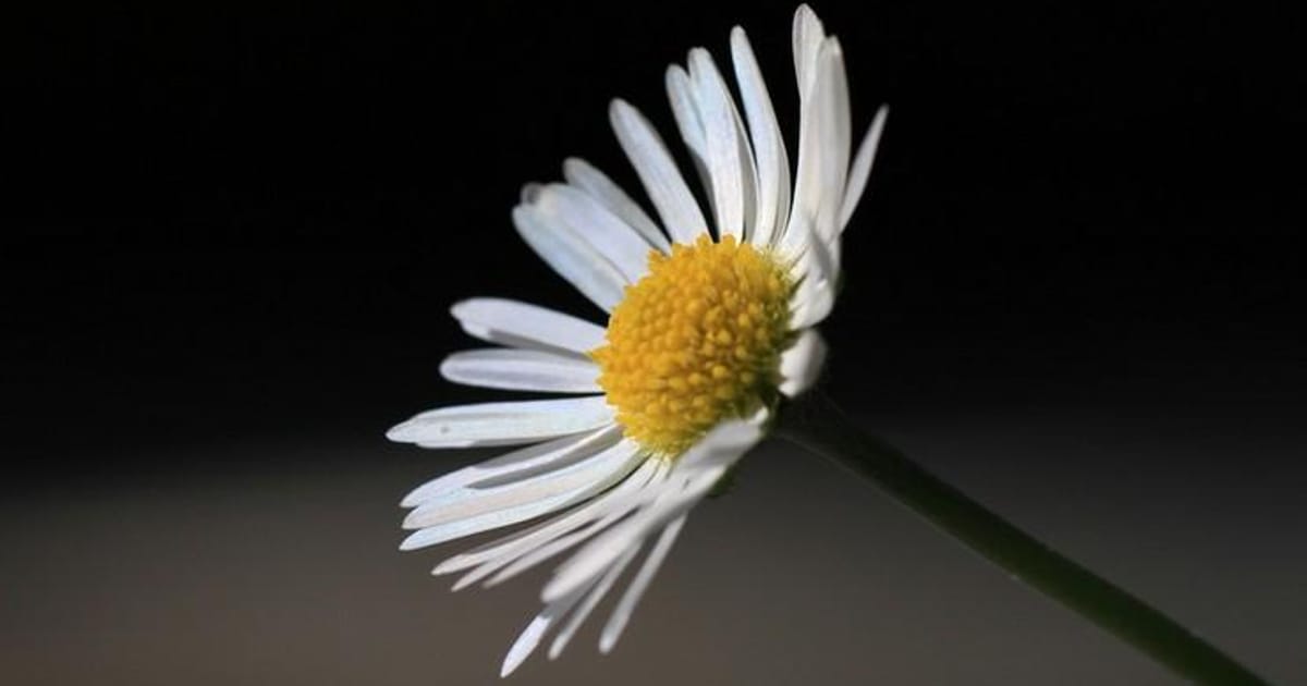 caolu caloi | about.me