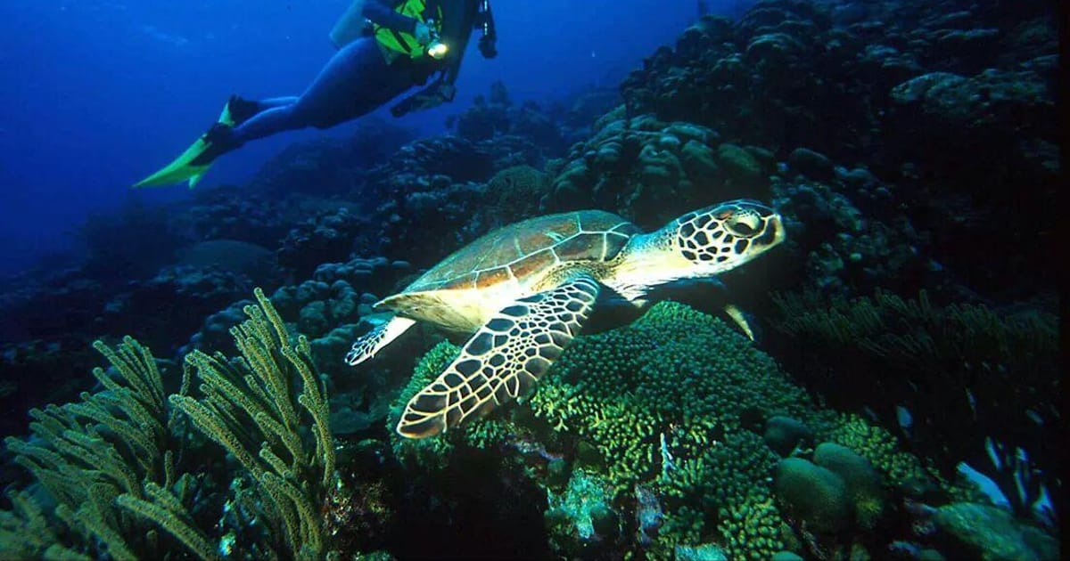 Celia Quitugua - Florida, International Academy of Art and Technology ...