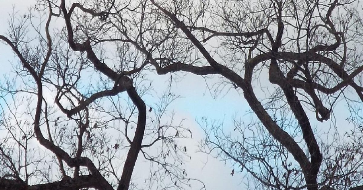 Cawing - Pennsylvania, MFA in wriitng popular fiction, MA in writing ...