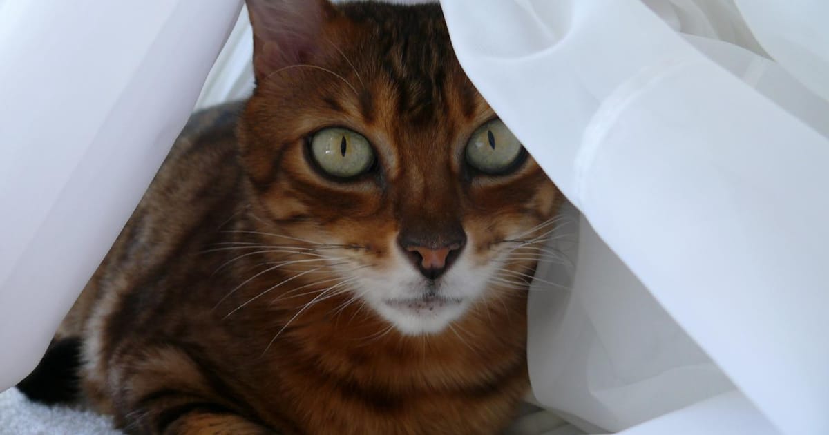 Cyndi Davis | about.me