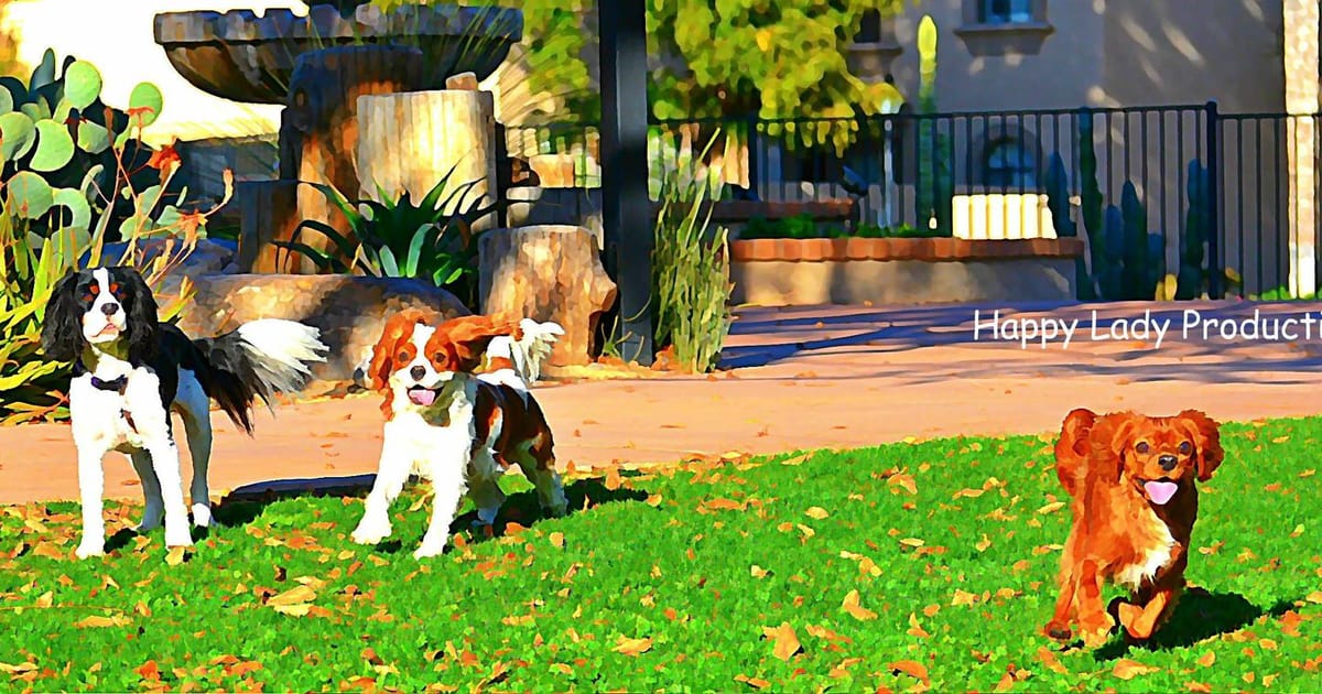 Dan Merchant - Scottsdale, AZ, Happy Lady Productions | about.me