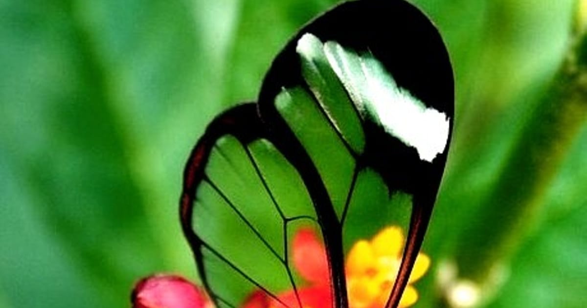 Max Wilkins - Ohio | about.me