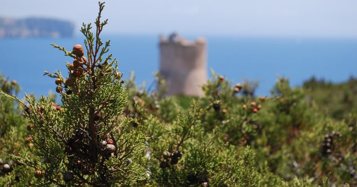 David Buchmann - Bern, Web Developper, PhD in Computer Science | about.me