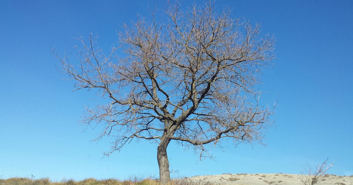 David Pares | about.me