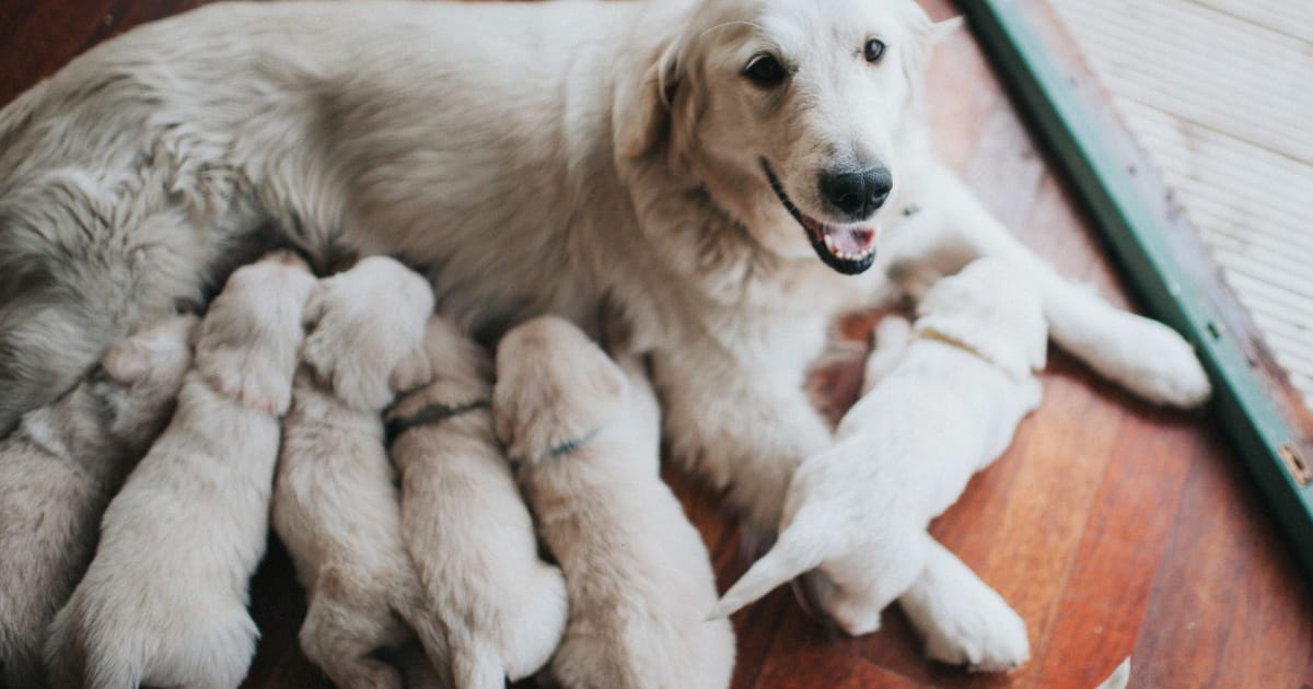 Dog Forms - The US | about.me