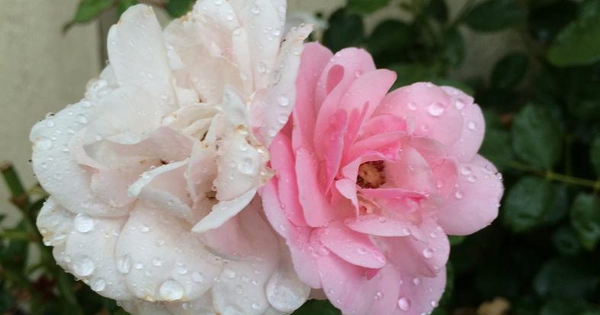 Dr. Kelly R. Rasmussen - Portland, Oregon, United States, Seattle ...