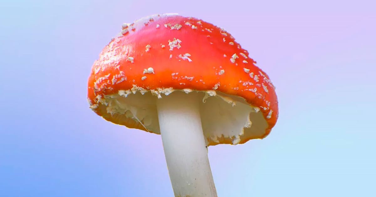 edison nancy - Pakistan | about.me