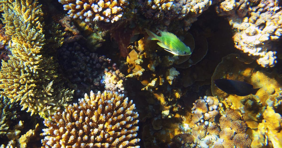 Elizabeth Switaj - Majuro, Marshall Islands, Queen's University Belfast ...