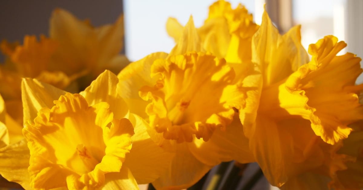 Emily Fernando | about.me