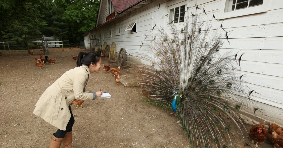 Emily Ngo - New York, NY, Newsday, Syracuse University | about.me