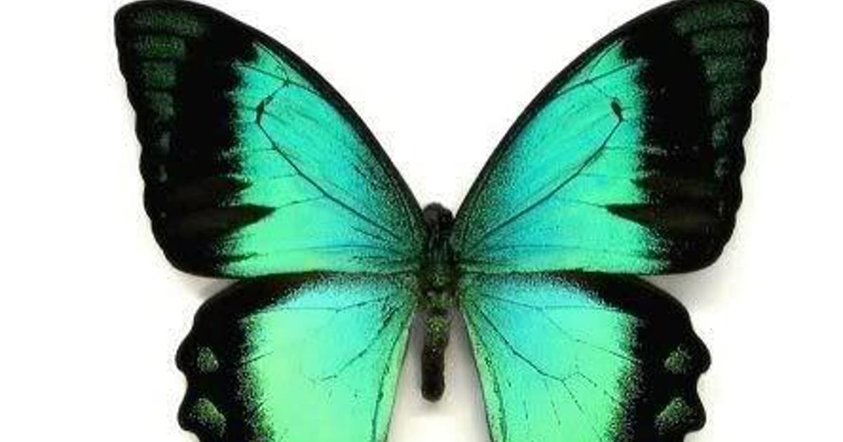 Emily - Penn State University | about.me