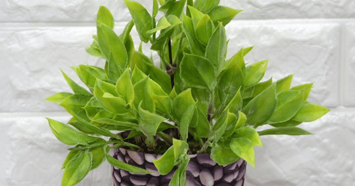 Fancy Mart - India | about.me