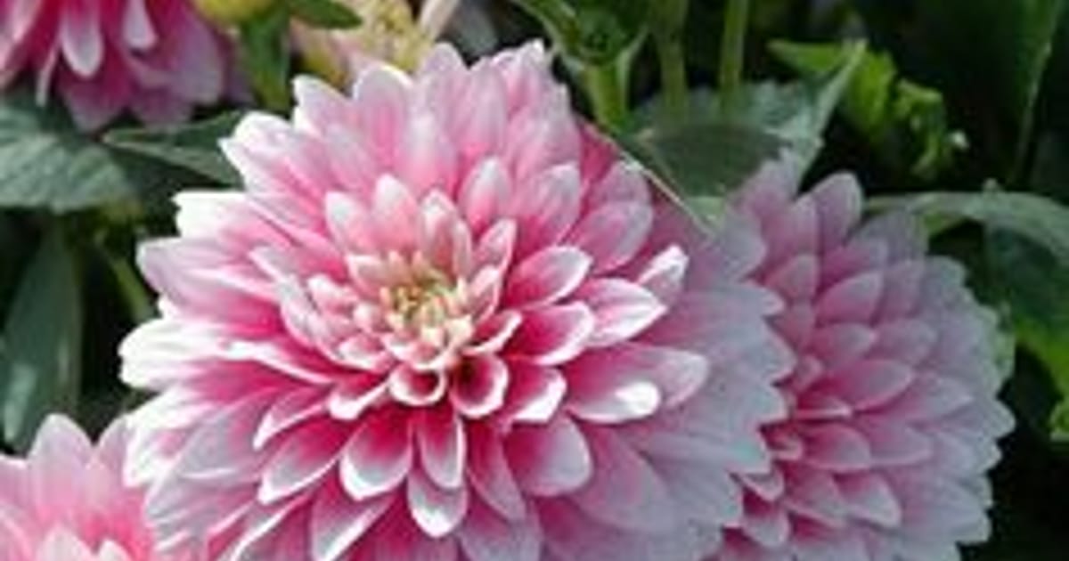 21 Full List of Gemini Customer Care Contact Numbers in USA - New York ...