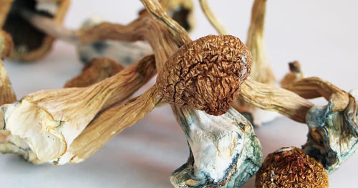 golden teacher mushroom | about.me