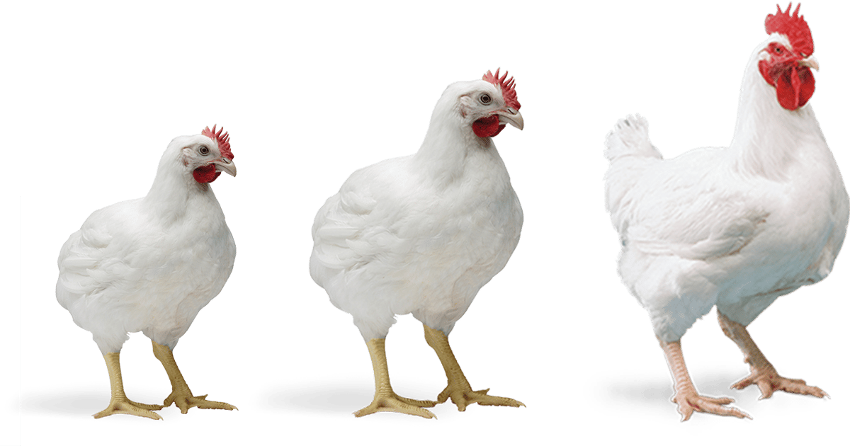 Good Poultry Farm - 1262 Hatter Creek Rd, Princeton, Idaho, United ...