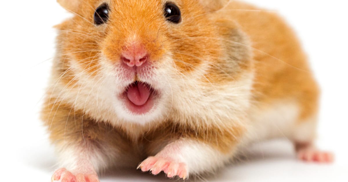 Hamster Guider - USA | about.me