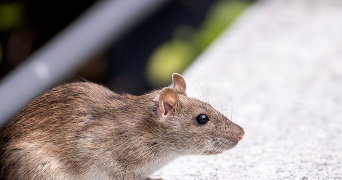 Happy Rodent Control Sydney - 7/13 Hunter St, Sydney, NSW, 2000 ...