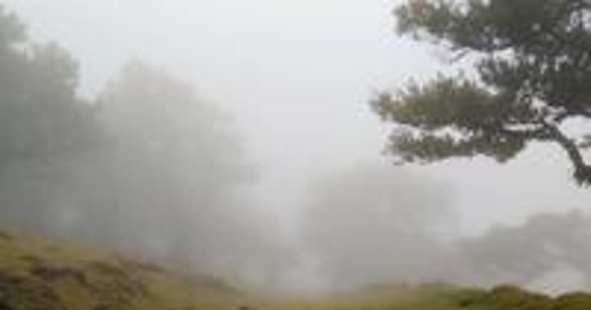 Jantz Bird - 90042 | about.me