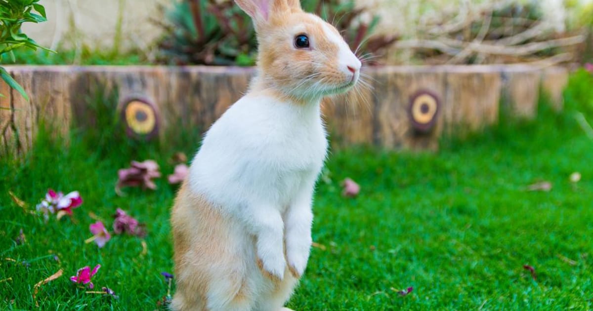 Jubail's Bunnies - Jubail, Saudi Arabia | about.me