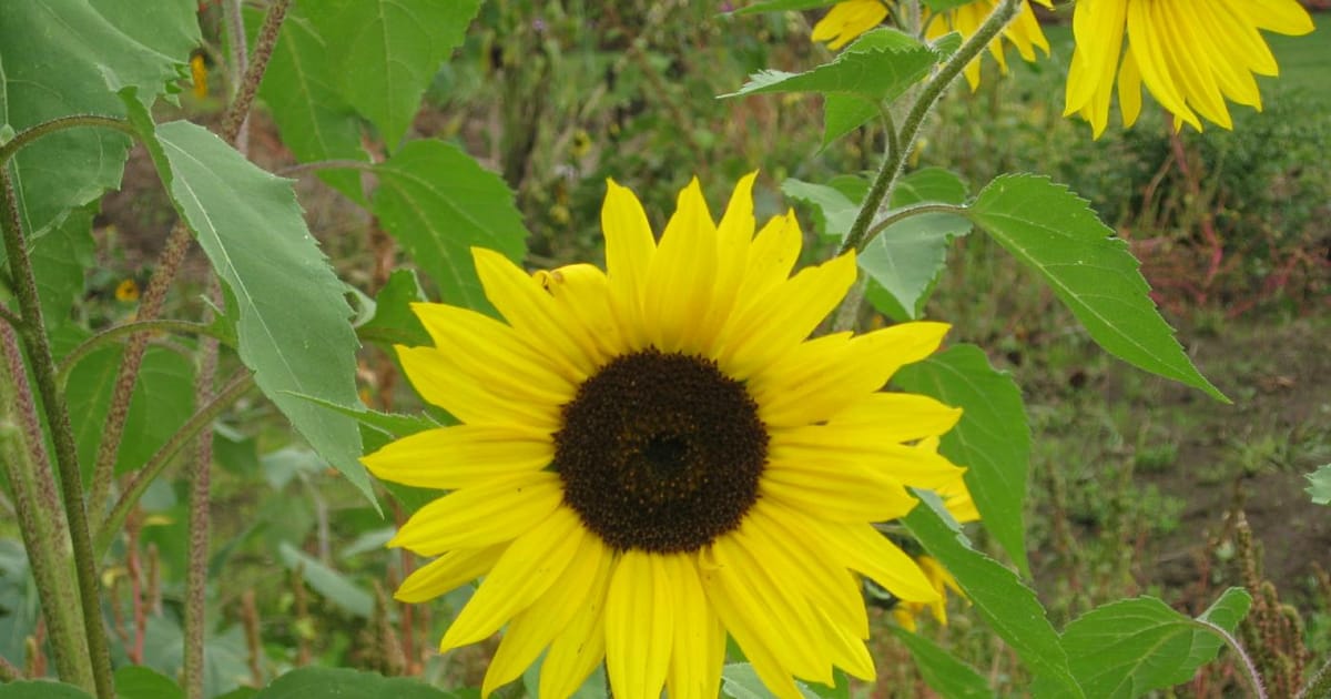 Jennifer Heine, MA - Beautiful Willamette Valley, Oregon, Private ...