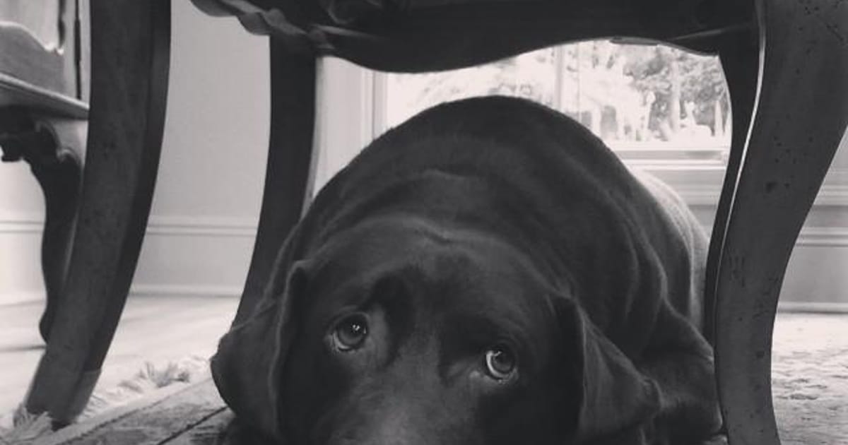 Joey Capone - Baton Rouge, LA, Communications Intern, Community Coffee ...