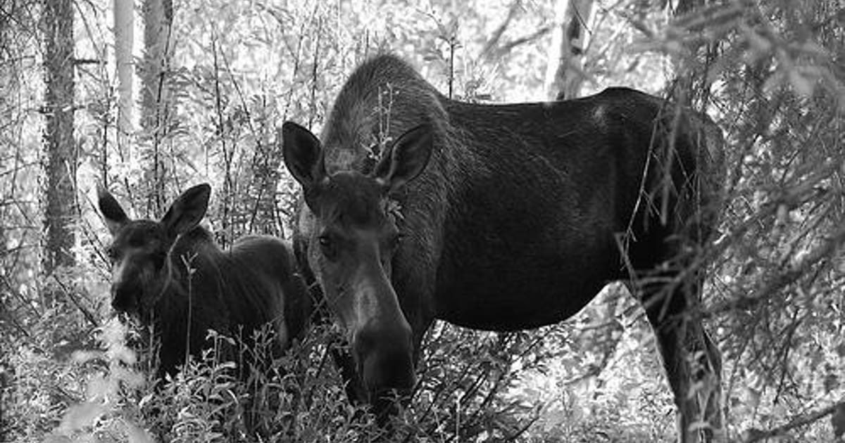 Joey Provencher - Manchester, New Hampshire, Fun in the Sun, Puritan ...
