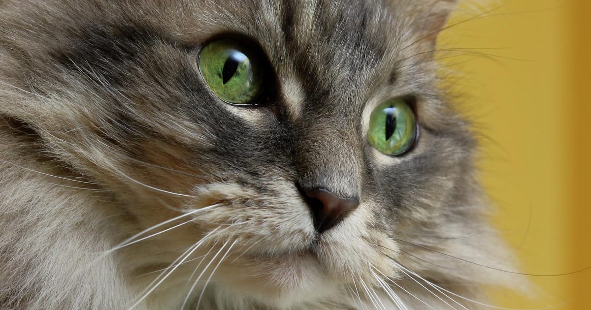 Jeff Oien - Wisconsin, USA | about.me