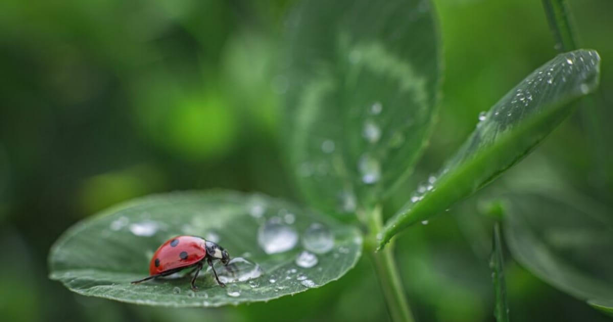 Ofacts Ladybug Swimming - US | about.me