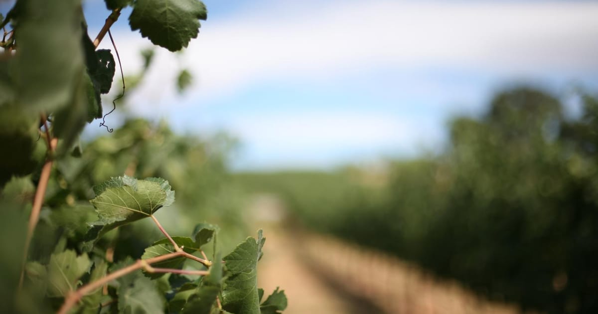 Laura Zuckerman - Livermore, CA, Realtor, Prudential Realty, Masters in ...