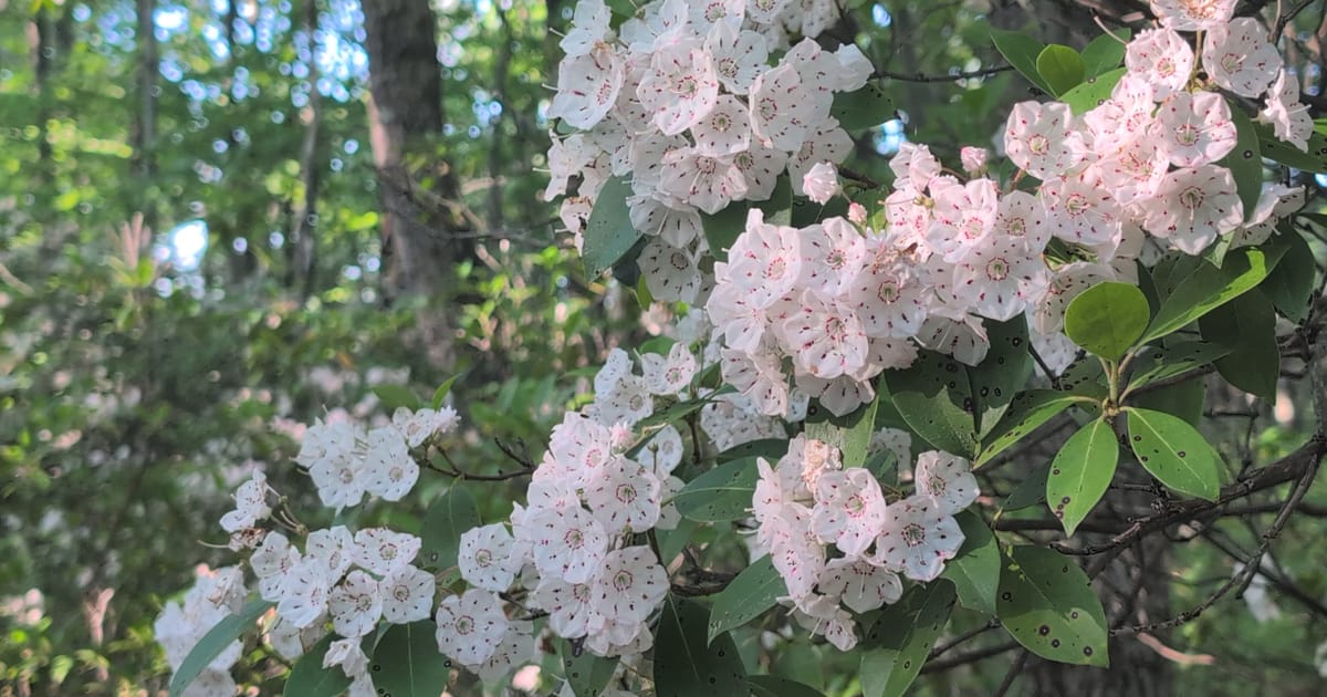 Alexandra Sutton, Ph.D. - Washington, D.C., Indigenous East, Duke ...