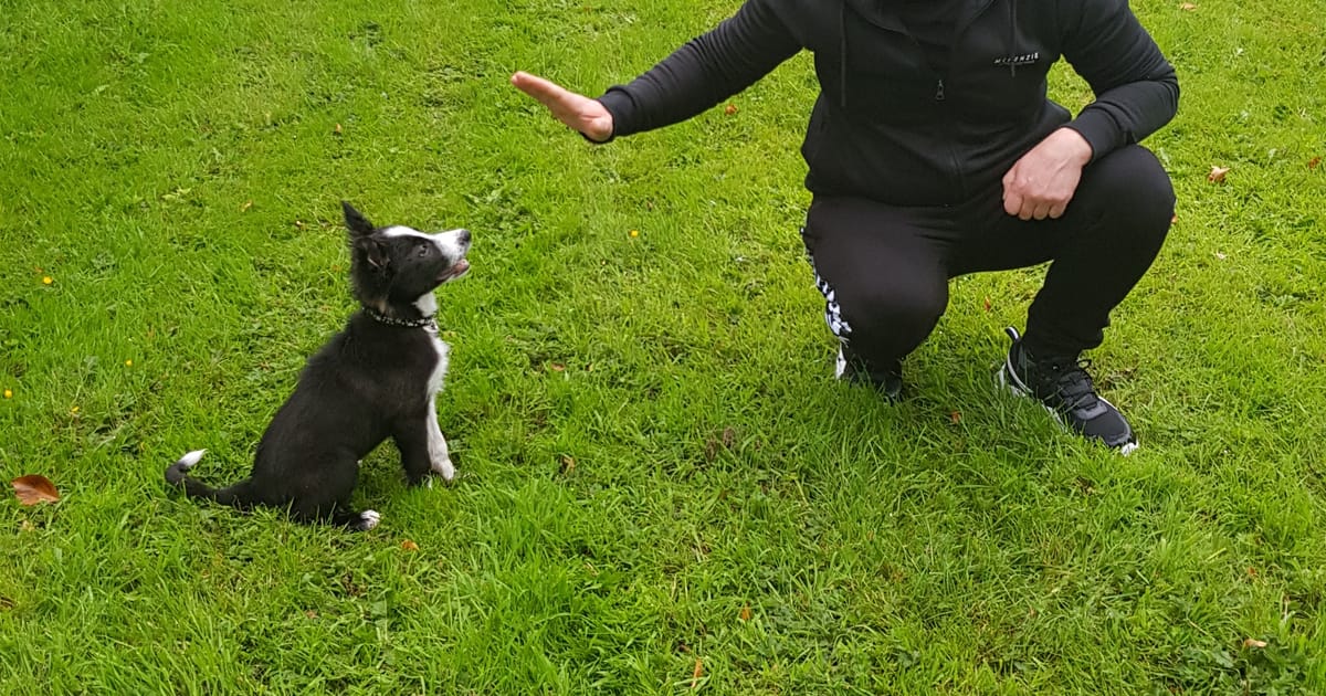 Lifeatherpaw Lexi - Ireland | about.me