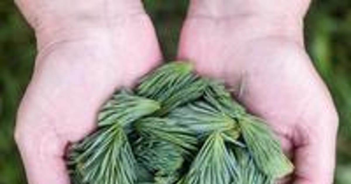 Lippard Eyman - 90003 | about.me