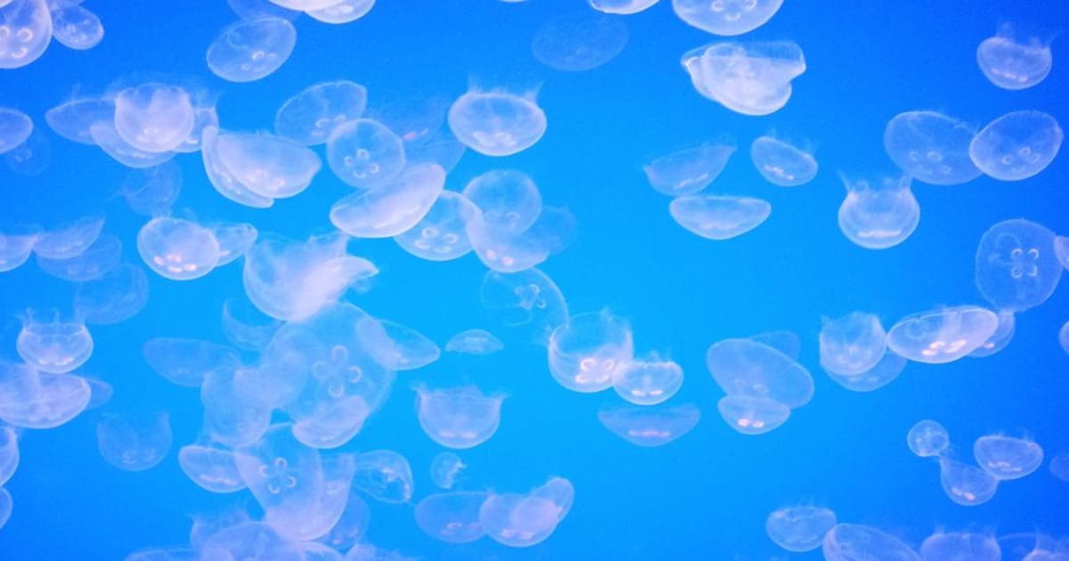 Lisa Thomas - Texas | about.me