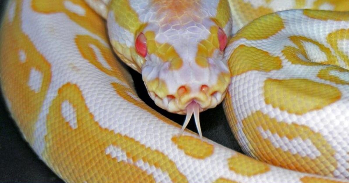 Living Art Reptiles - N/A | about.me