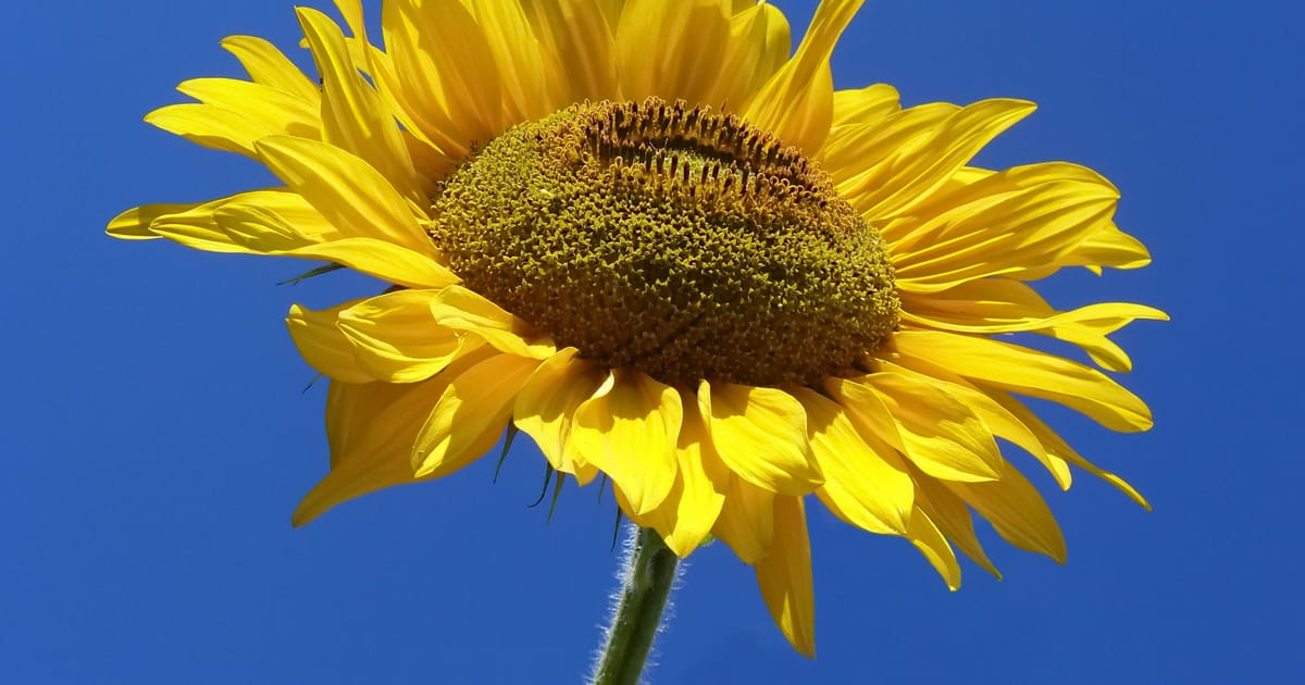 Mable Staples - United States | about.me